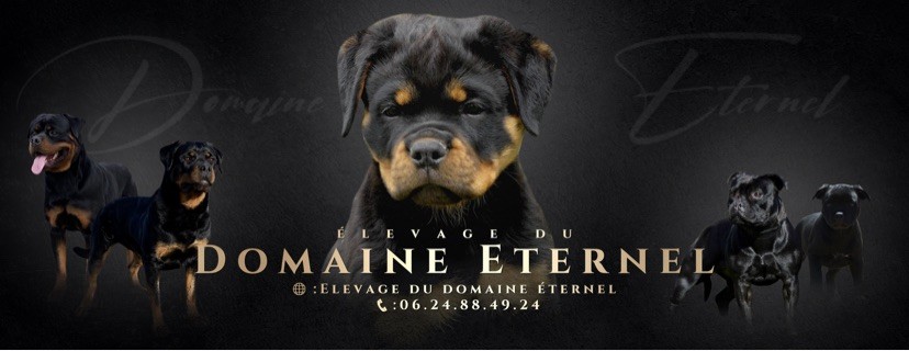 Accueil - Elevage Du Domaine Eternel - eleveur de chiens Staffordshire ...